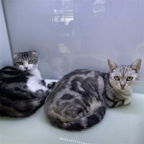 시베리안허스키 비숑분양가 포메 그레이하운드분양 광주애견샵 폼스키 유기견무료입양 위례강아지분양 모모제리 강아지무료분양 고양이무료분양 도그마루 보호소 유기견 강아지입양