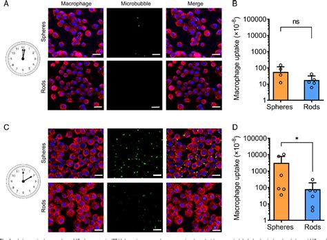 Figure 6 From Nonspherical Ultrasound Microbubbles Semantic Scholar