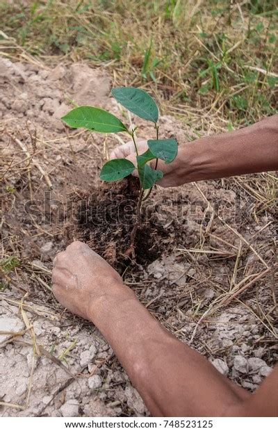 Hand Man Growing Tree On Fertile Stock Photo Shutterstock