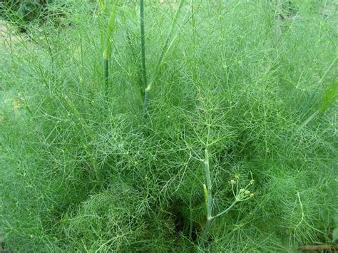 小茴香图片植物 香味 大茴香 大山谷图库