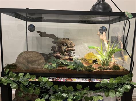 Vivarium Setup And General Advice Any Advice Would Be Greatly Appreciated R Ballpython