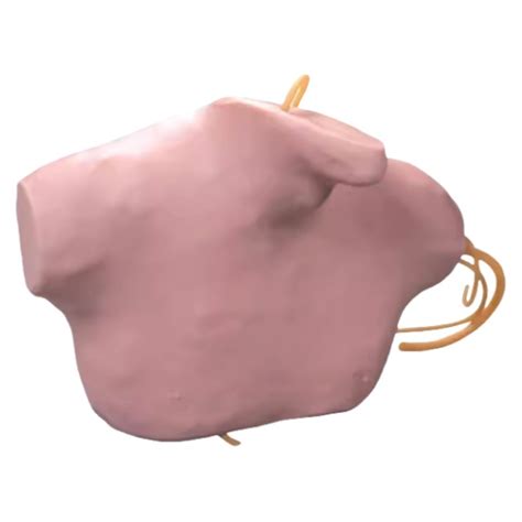 Central Venous Puncture And Catheterization Model Central Venous