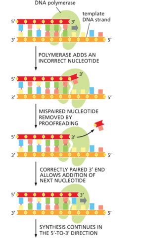 Ch 6 DNA Replication And Repair Flashcards Quizlet
