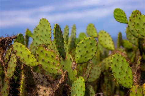 Bhai Bahan Photo Photos Download The Best Free Bhai Bahan Photo Stock