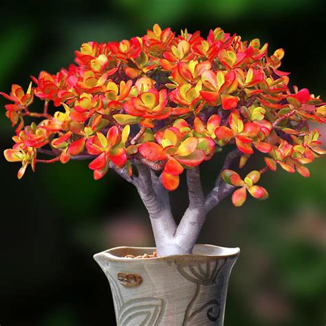 观赏植物常见 木本 品种 大山谷图库