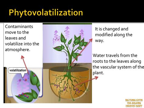 Ppt Genetically Modified Organisms Powerpoint Presentation Free Download Id 4582425