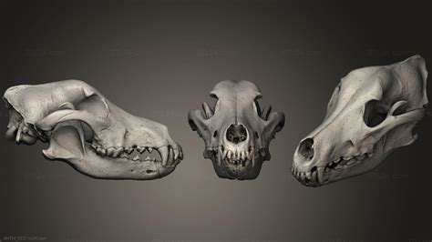Animal Skull Anatomy