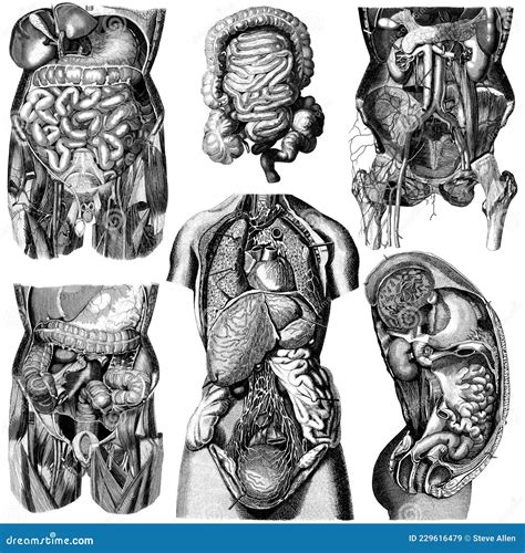 Anatomy Victorian Anatomical Illustrations Stock Illustration