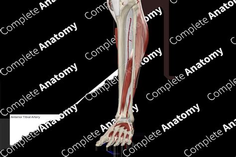 Anterior Tibial Artery Anterior Tibial Artery Easy Anatomy 3d