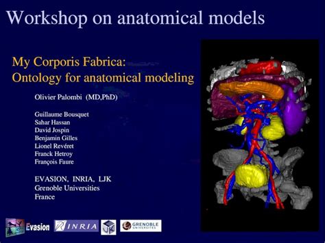 Pdf Workshop On Anatomical Models Inriaworkshop On Anatomical Models My Corporis Fabrica