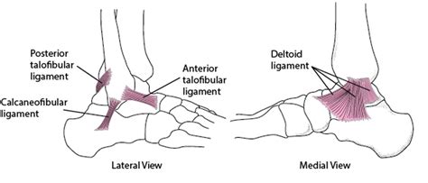 Ankle Sprains Injuries Poisoning Merck Manual Professional Edition