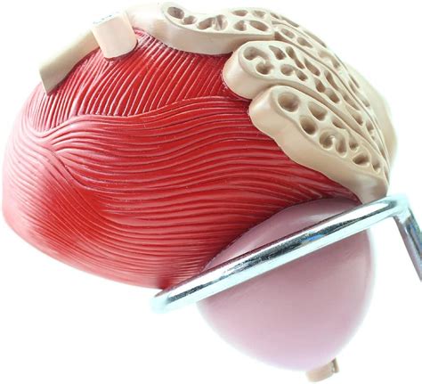 Teaching Modelhuman Bladder Model Prostate Model Australia Ubuy