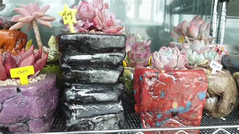 식물이좋아요 인기동영상 숙다육티비 다육이키우기 다육식물 다육이 Youtube