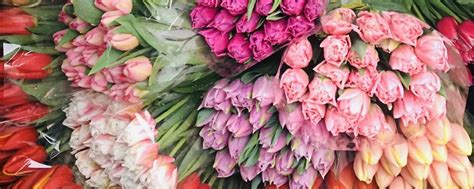 Тюльпаны оптом и в розницу Тюльпаны от производителя оптом и в розницу гладкие пионовидн