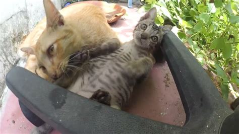 Catnip Kitten Reaction Youtube