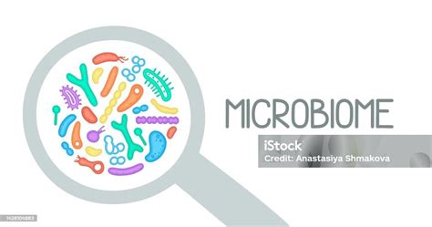 박테리아의 마이크로바이옴 그림 벡터 이미지 위장 비피도박테리아 락토바실리 유산균 플랫 스타일의 일러스트레이션 마이크로바이옴에 대한 스톡 벡터 아트 및 기타 이미지 Istock