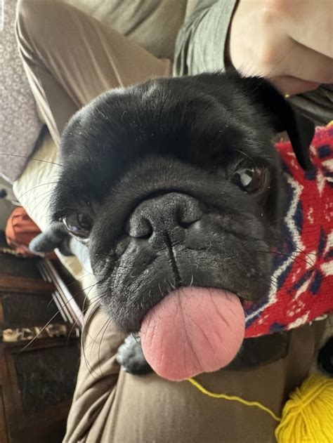 Sushi And Nugget Pugging Out Rpugs