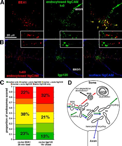 Figure 1 From The Somatodendritic Endosomal Regulator Neep21 Facilitates Axonal Targeting Of L1