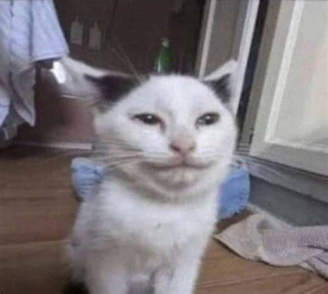 Create Meme Cat Cat Cats Pictures Meme