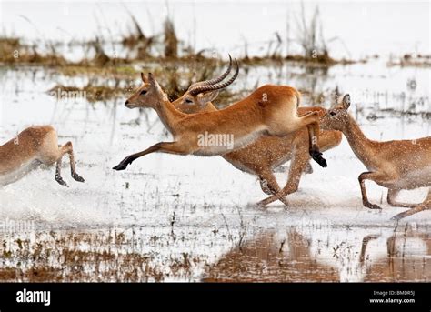Red Lechwe Kobus Lechwe Running Through Shallow Water In The Chobe