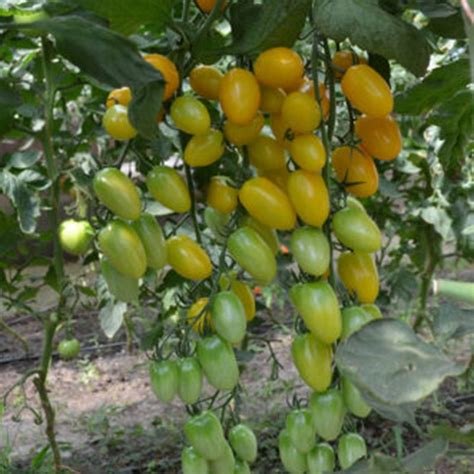 Томат Еллоу Бидс F1 Spark Seeds купити насіння в Україні відгуки ціна опис ᐉ Agriks