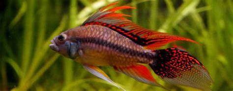 Dwarf Cichlids 25d Perchlike Fishes 4 South American Dwarf