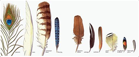 What Are Feathers Used For Light Feather Rnzzuh