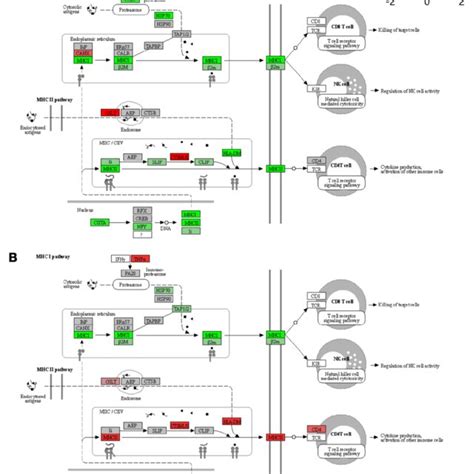 A B Differential Pathway Expression Of Antigen Processing And Download Scientific Diagram