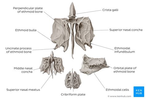 Horizontal Plates Of The Ethmoid Bone At Beulah Insley Blog