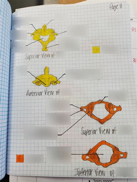C1 And C2 Diagram Quizlet