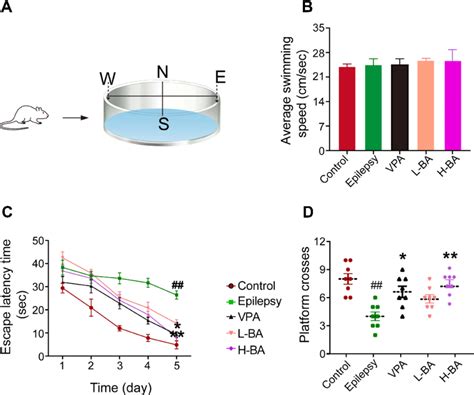 effects of ba on spatial learning and memory a diagrams of mwm b