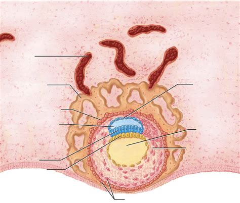 12 Day Blastocyst Diagram Quizlet