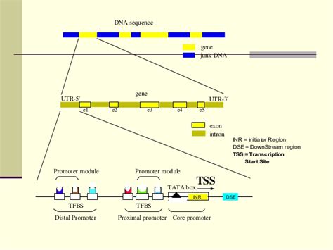 Does Anyone Have A Clear Illustration Of A Gene Does Tss First Exon