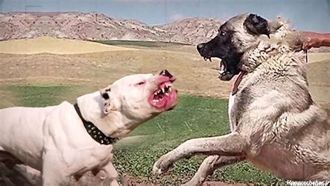 21 عکس از جنگ ایران و عراق و یادگارهای فراموش نشدنی آن