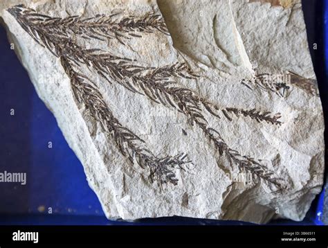 Fossil Leaf In Stone Fossil Record Of Dead Old Plants Paleontological Texture Imprint On Stone