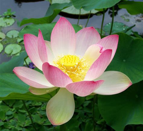 List Of Flowers Loved By Hindu Gods