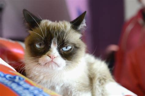 Grumpy Cat The Face Of Thousands Of Internet Memes Has Died