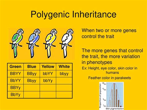 Exploring Mendelian Genetics Ppt Download