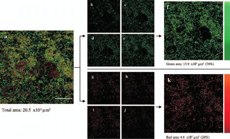 Color Segmentation Method Implemented In Bio Imagel A 2 D Section Download Scientific