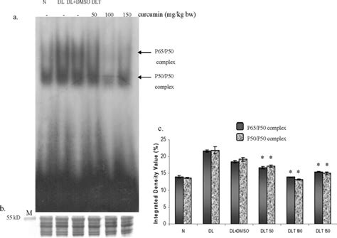Nf κb Dna Binding Activity In The Liver Of N Dl And Curcumin Treated Download Scientific