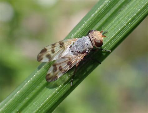Melieria Crassipennis Male Saltfleetby Theddlethorpe Nnr… Flickr