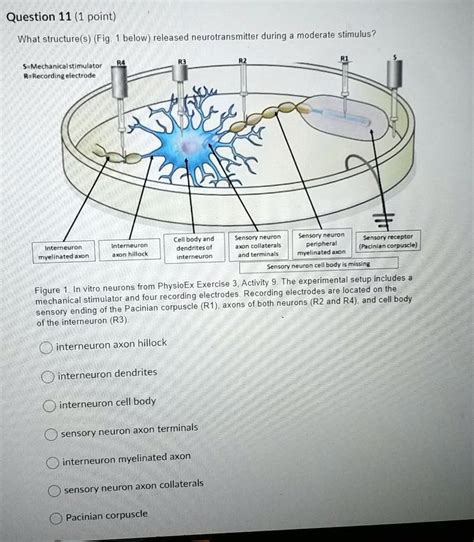 Interneuron Structure