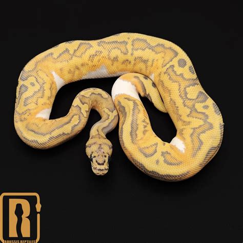 Ball Python Archives Roussis Reptiles Reproducing Ball Python Morphs Since