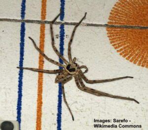 Spiders With Striped Legs With Pictures Identification Guide