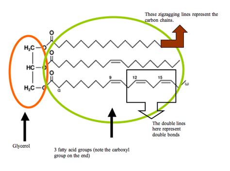 Quiz Worksheet Function Structure Of Fats Study Com