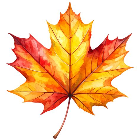 Maple Leaf Clipart 69663126 Png
