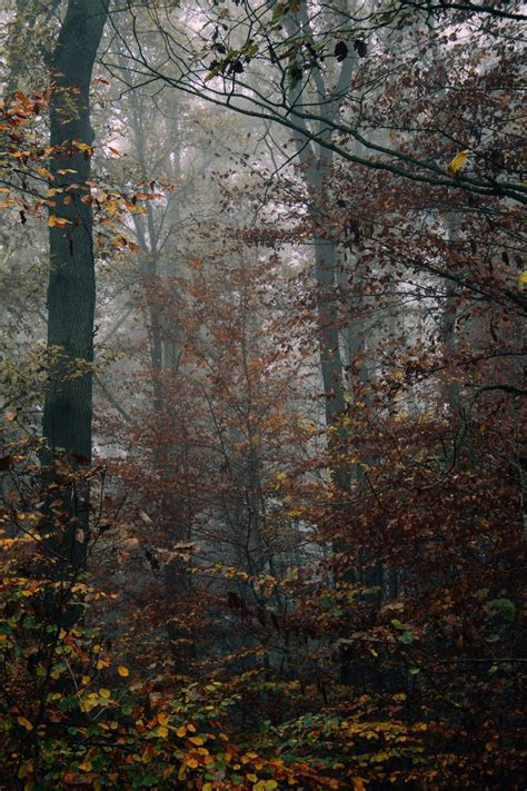 안개가 자욱한 고요한 가을 숲 · 무료 스톡 사진