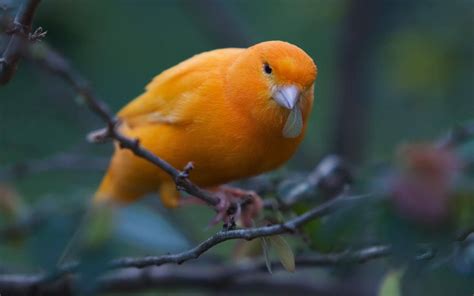 Download 1920x1080 Hd Birds Domestic Canary Wallpaper