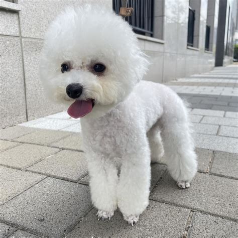 비숑프리제 또또 스피츠성격 시바견성격 시베리안허스키성격 시츄성격 요크셔테리어성격 웰시코기성격 이탈리아그레이하운드성격 치와와성격 코카스파니엘성격 폼스키성격 폼치성격 폼피츠성격