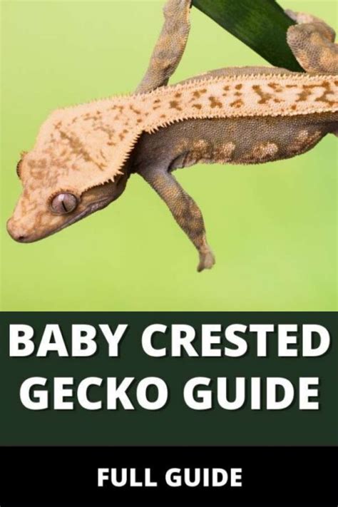 Crested Gecko Care Artofit